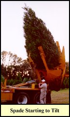 Spade Digging Christmas Trees at Shady Pond Tree Farm...